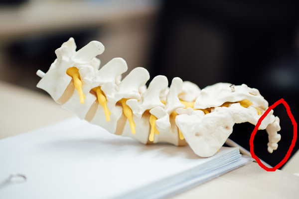 6 Themes Reveal The Spiritual Significance Of The Spine | BioSoul ...