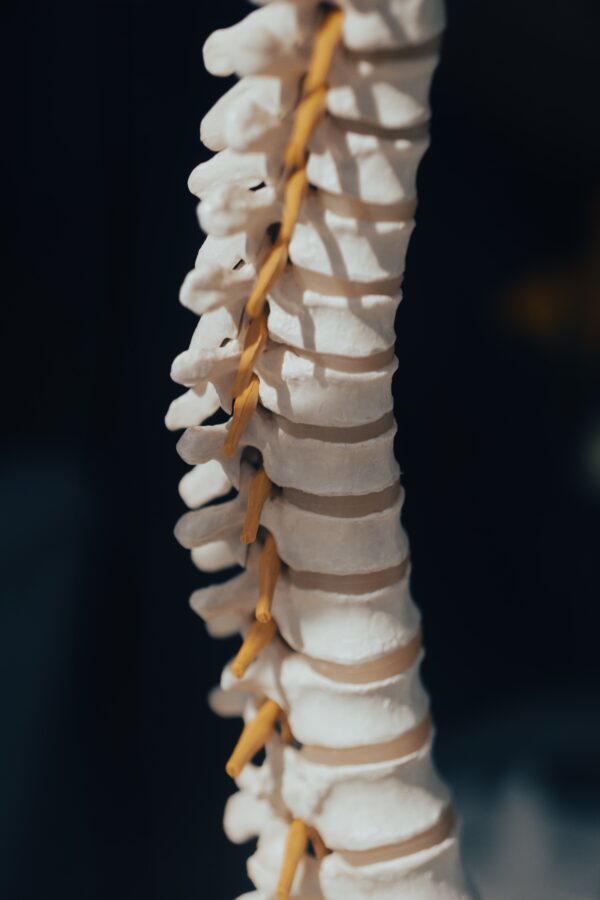 Spiritual Meaning Of Spine: 5 Vibrational Lenses That Shape Us ...